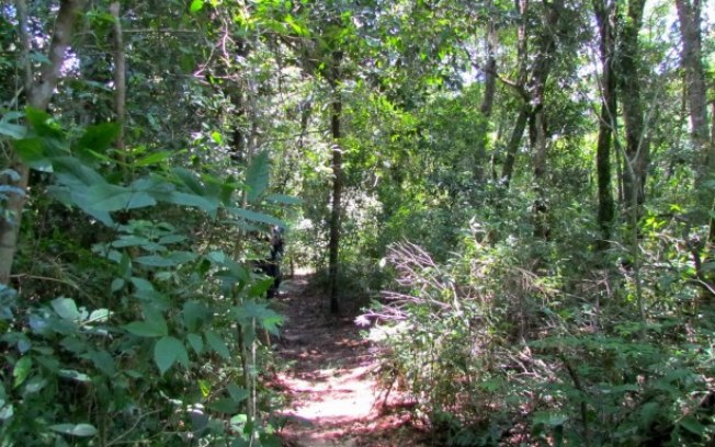 Pycnandra acuminata – Bernadete Alves