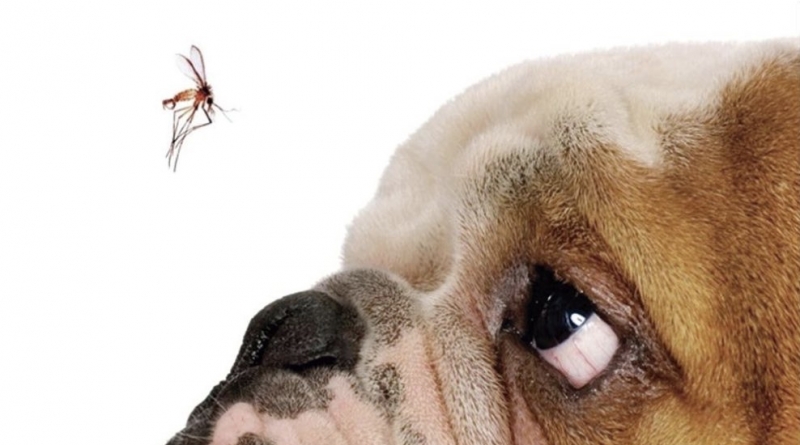 Canela-seca ou canela-branca combate parasitas – Bernadete Alves ...