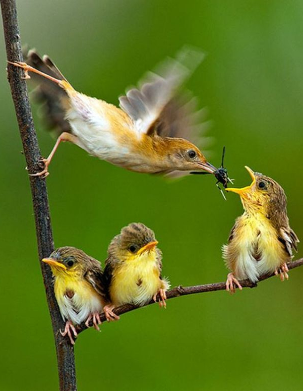 Dia das Aves – conhecer para proteger – Bernadete Alves – Bernadete Alves