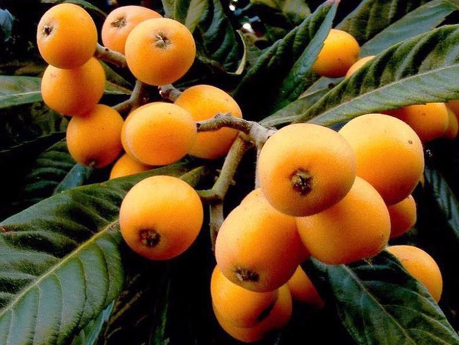 Fruta Amarela Que Parece Maracuja - NAZAEDU