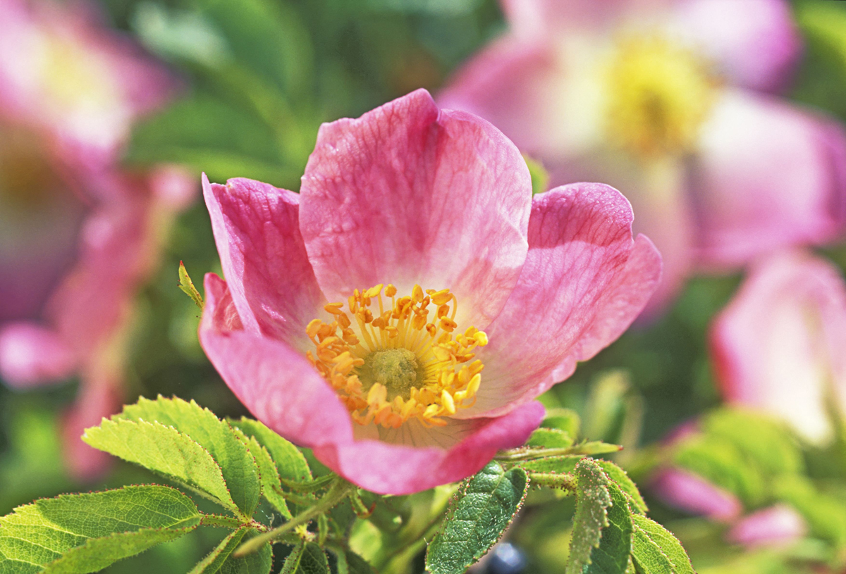 Rosa Mosqueta -o arbusto que produz milagres para saúde e beleza ...