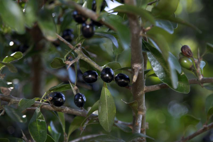 Ajurú Preto: fruta preferida do papagaio falante que tem poderes ...