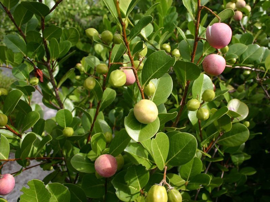Ajurú Preto: fruta deliciosa com poderes hipoglicemiantes – Bernadete ...