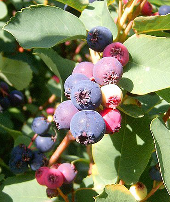 Ajurú Preto: a fruta do papagaio falante que tem poderes ...