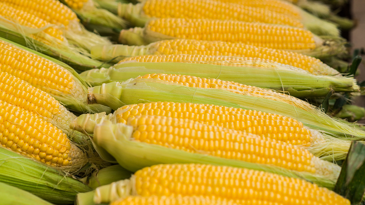 Milho: o versátil alimento que faz bem para a saúde e tem valor ...
