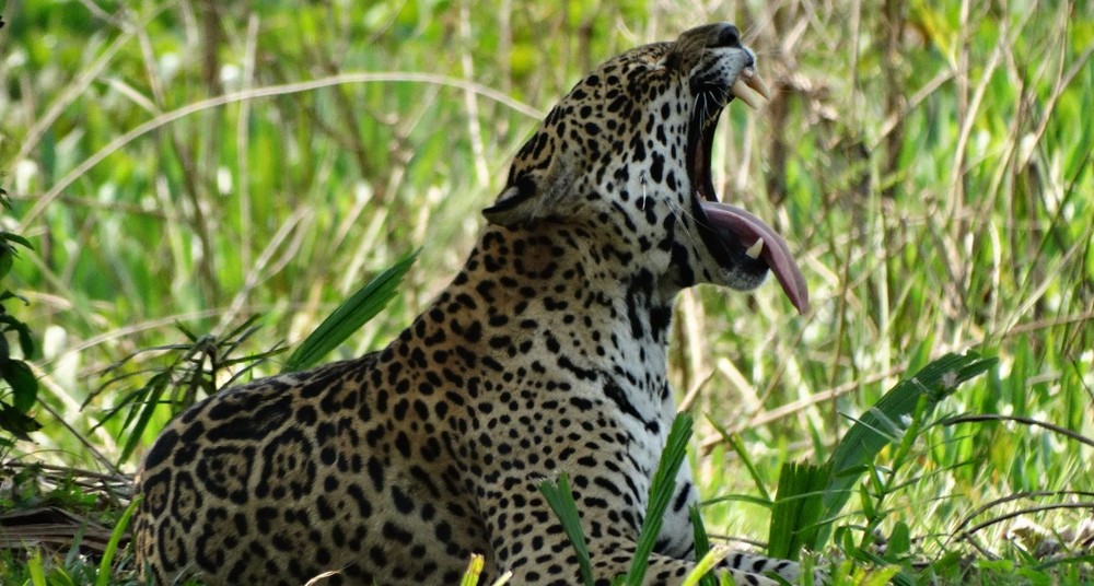 Onça-pintada: símbolo da biodiversidade brasileira e maior felino das ...
