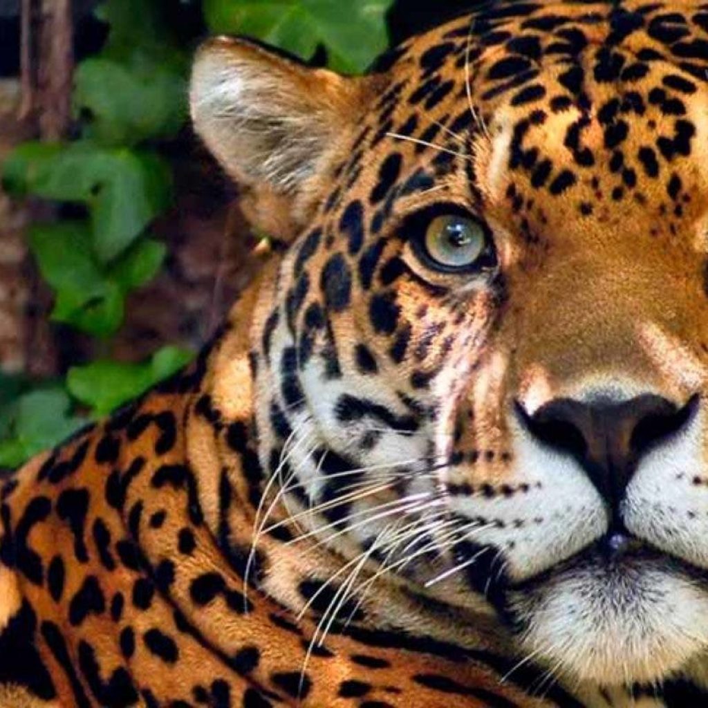 Onça-pintada: símbolo da biodiversidade brasileira e maior felino das ...