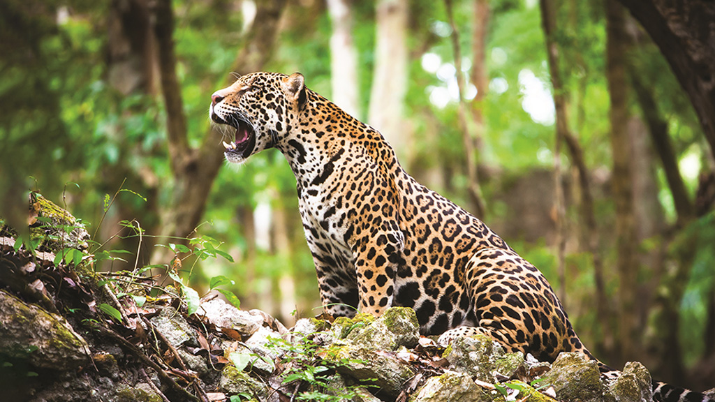 Onça-pintada: símbolo da biodiversidade brasileira e maior felino das ...