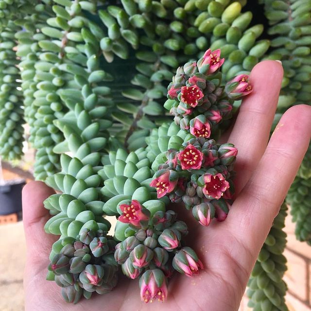 Rabo de Burro: exótica planta ornamental com vida perene e fácil de ...