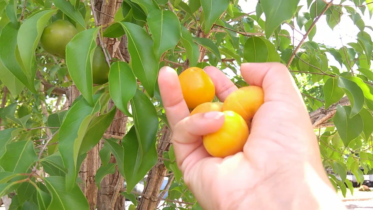 Cagaita: fruta rica em vitaminas, antioxidantes e fibras – Bernadete ...