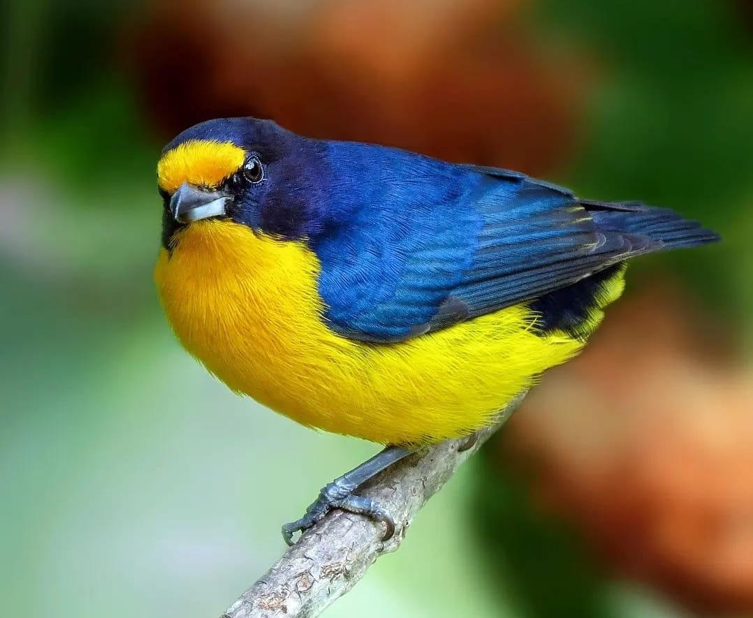 Pássaros: obras de arte da natureza que nascem deslumbrantes ...