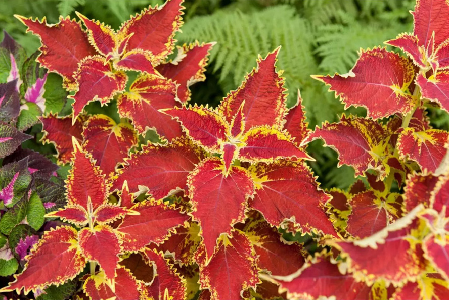 Cóleus: folhagem multicolorida também chamada de Coração-Magoado ...