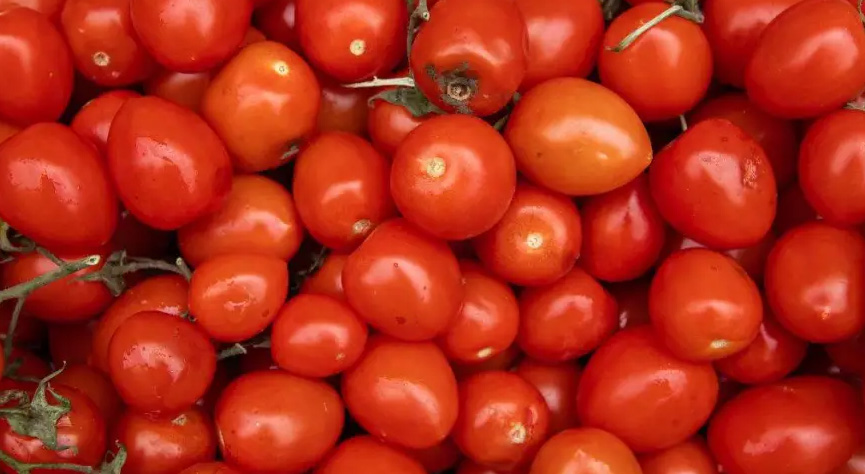 Estação Espacial Internacional vai receber sementes de tomates Red ...