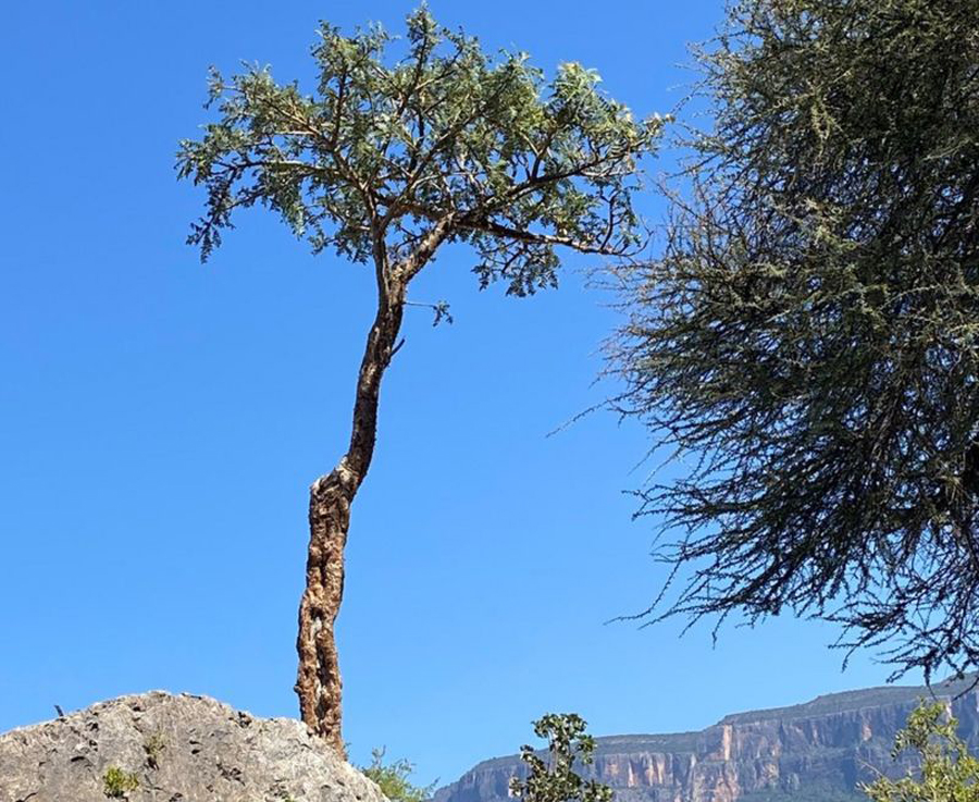 Olibano: árvore que produz incenso e perfumes está ameaçada – Bernadete ...