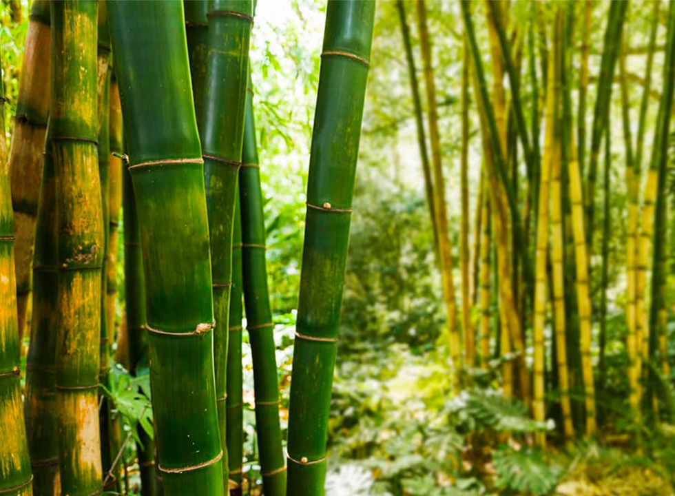 Bambu – a planta que atrai prosperidade e ativa boas energias ...
