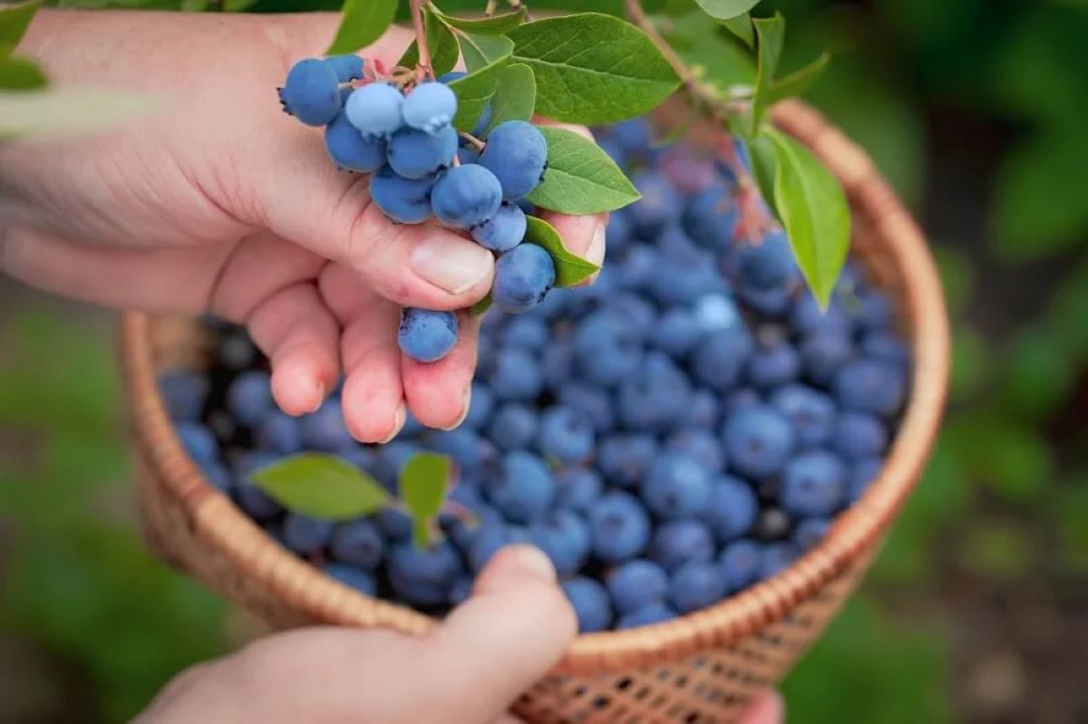 Mirtilo ou Blueberry: fruta ‘azul’ que tem antioxidantes e fibras que ...