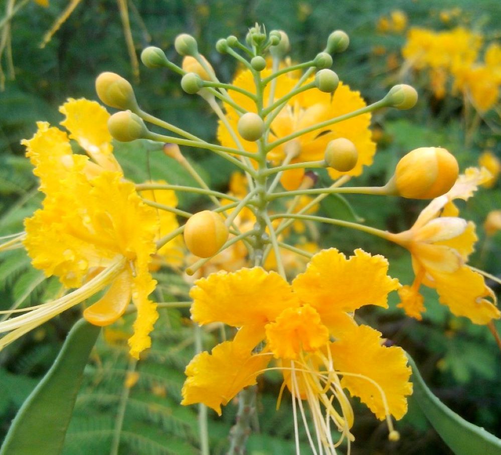 Flores e botões de Flamboyant amarelo, árvore chamada de Flavida ...