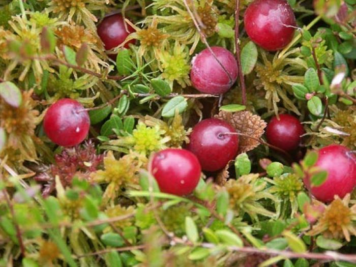 Arando ou cranberry: fruta com alto teor de flavonoides que ajuda a ...