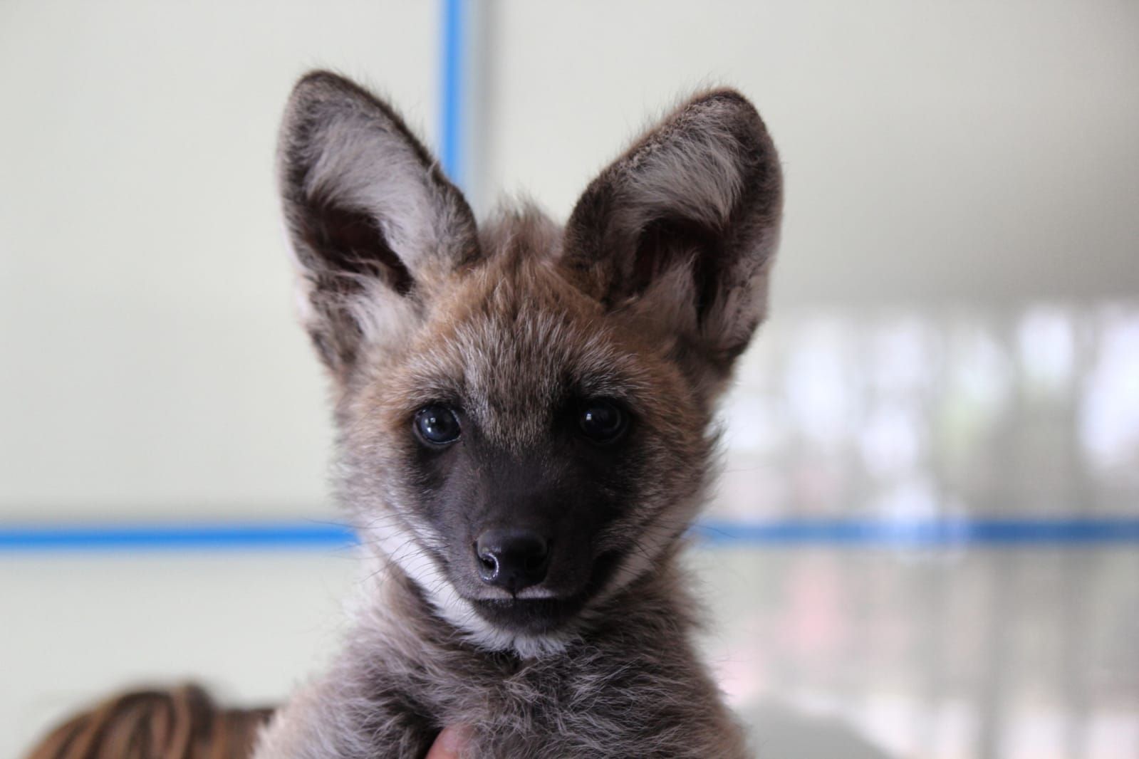 A lobinha ‘Atena’ é eleita símbolo do Zoo de Brasília – Bernadete Alves ...