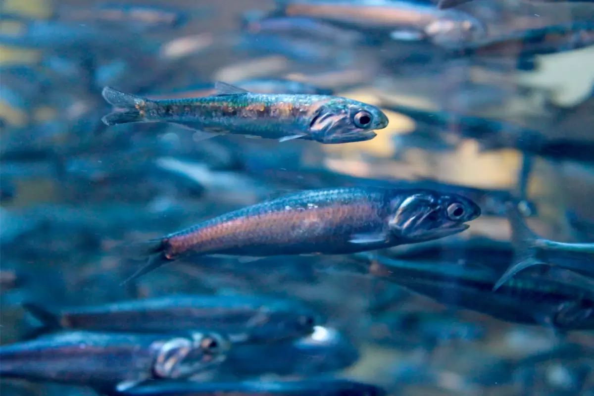 Aliche: peixinho azul, que faz bem pros olhos e pro coração, fica ...