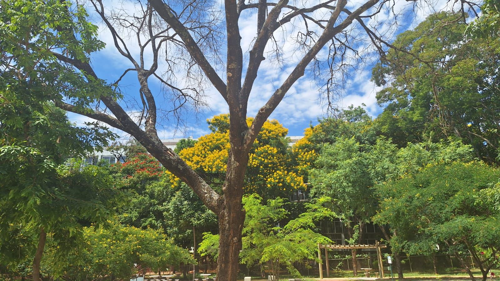 Cambuí: a árvore que reina absoluta na natureza de Brasília – Bernadete ...