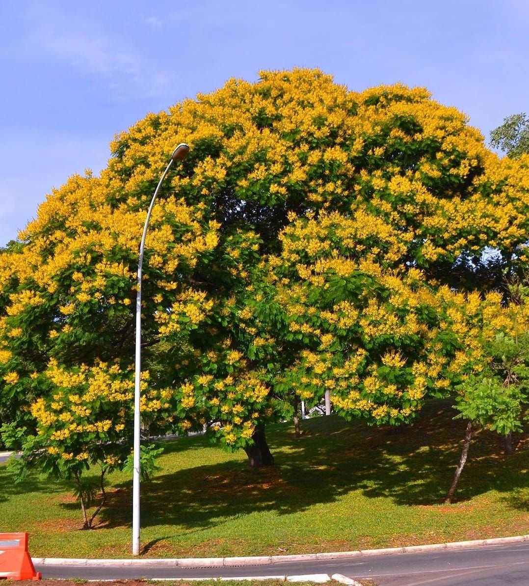 Cambuí: árvore que pinta Brasília de amarelo dourado e reina absoluta ...