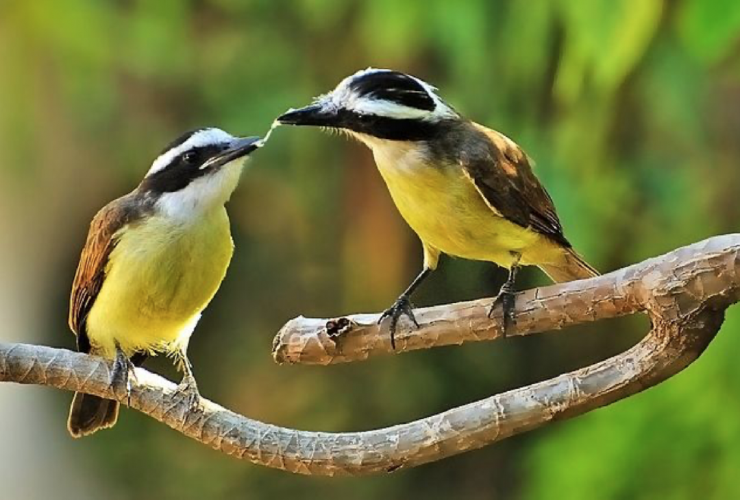 Características do bem-te-vi: a ave que tem só um parceiro – Bernadete ...