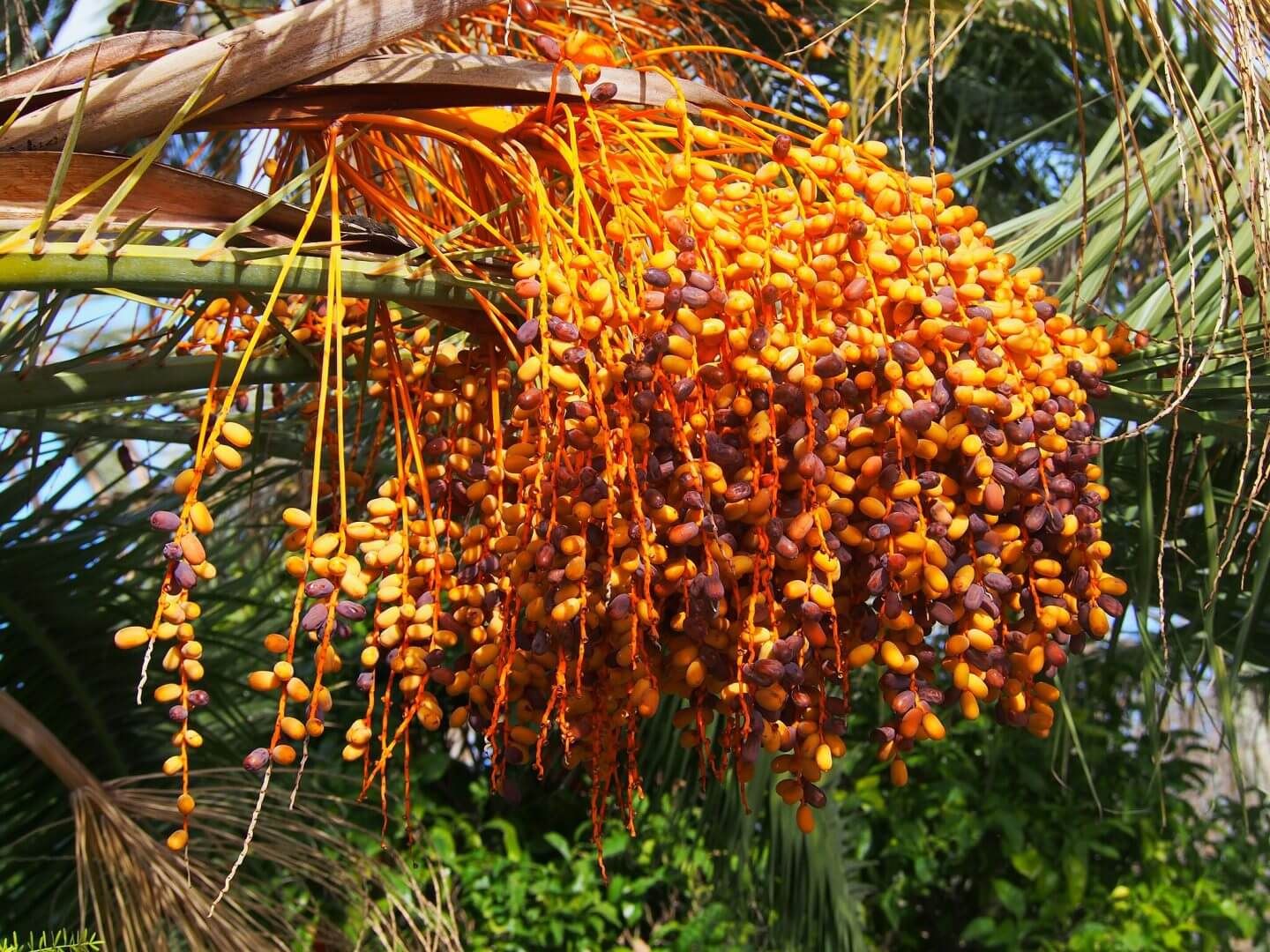 Tâmara: fruta saborosa da Tamareira que é amiga da saúde – Bernadete ...