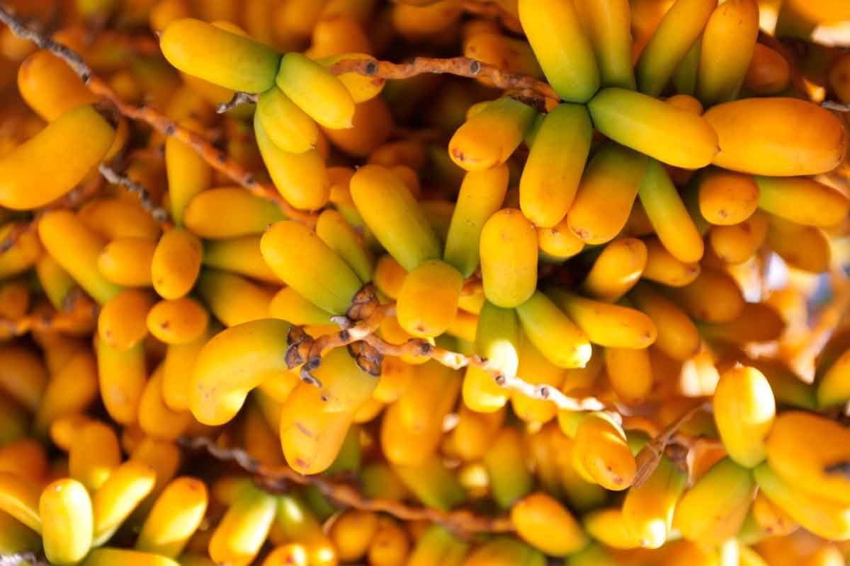 Tâmara: fruto da árvore da vida cheia de benefícios para a saúde ...