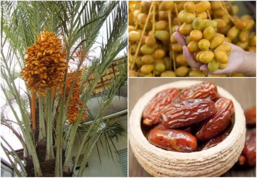 Tâmara: fruto da árvore da vida que é símbolo de abundância e rica em ...