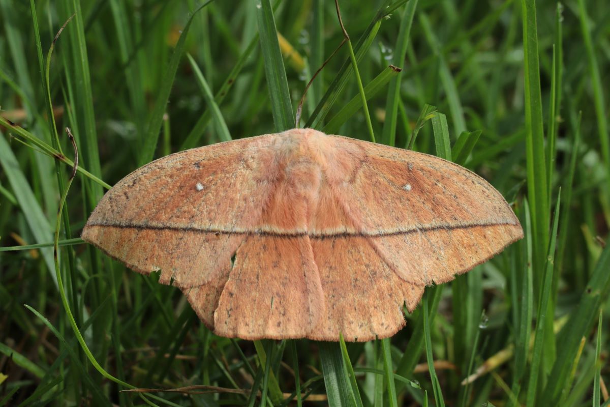 Lonomia/taturana: após a metamorfose, a lagarta transforma-se em ...
