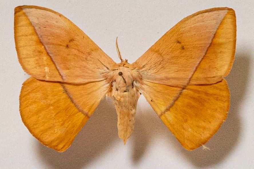 Lonomia/taturama – após a metamorfose, a lagarta transforma-se em ...