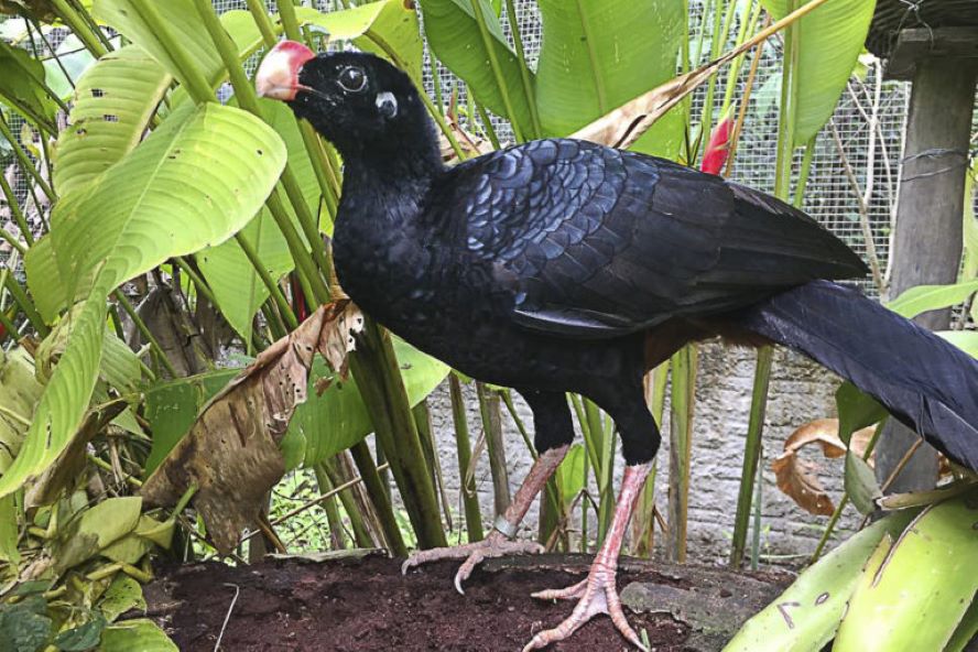 Mutum-de-alagoas, símbolo da luta pela conservação da biodiversidade ...