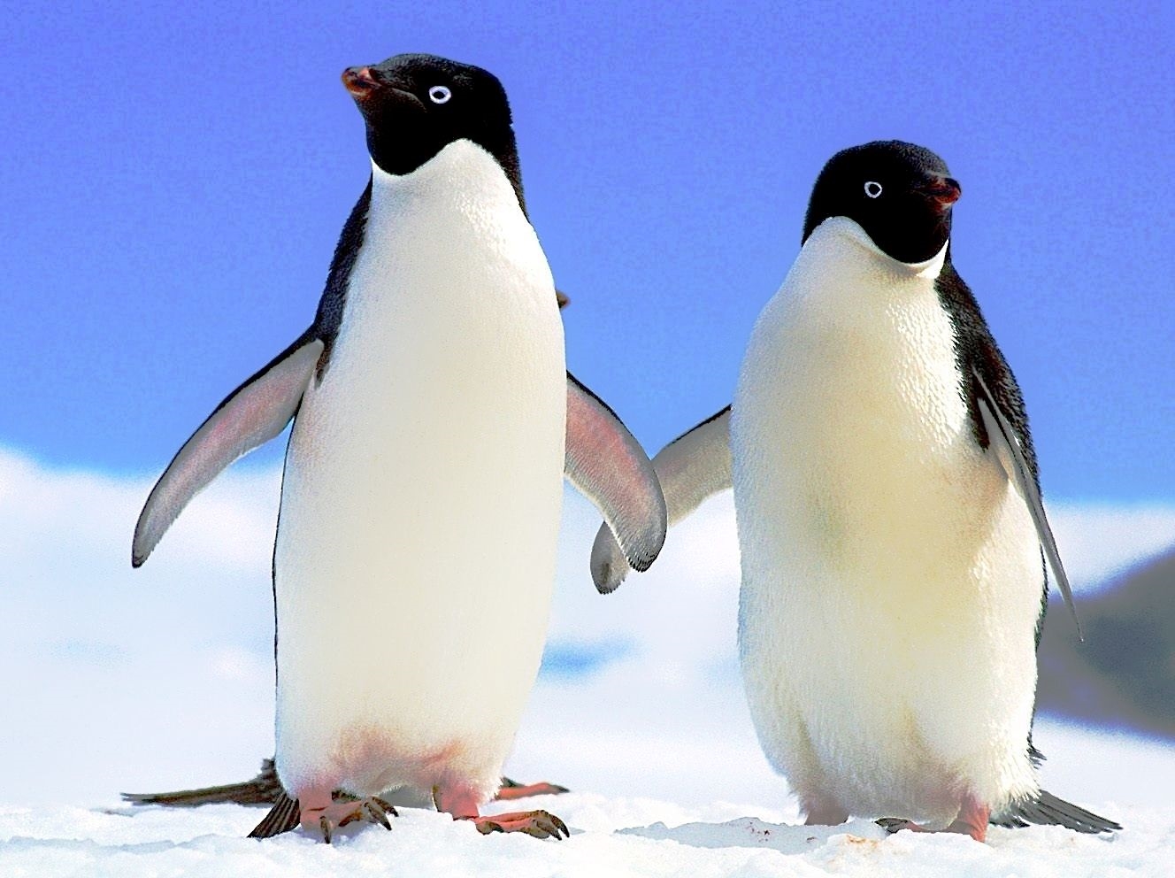 Pinguins de Adélia: inspiradores da homenagem e rituais de acasalamento ...