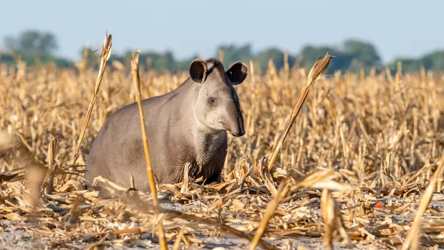 Anta em área de transição entre o Cerrado e a Amazônia, no norte do ...