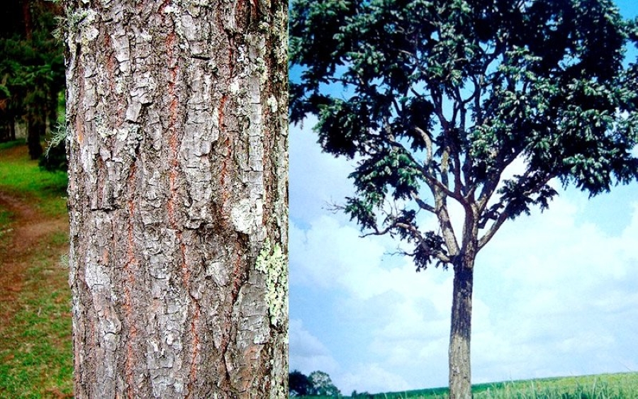 Cedro (Cedrela fissilis): árvore característica do Cerrado – Bernadete ...