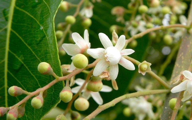 Flores de Jequitibá (Cariniana estrellensis) e sua importância para o ...
