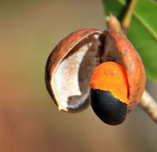 Meio Ambiente – fruto da Copaíba e sua importância para o Cerrado ...