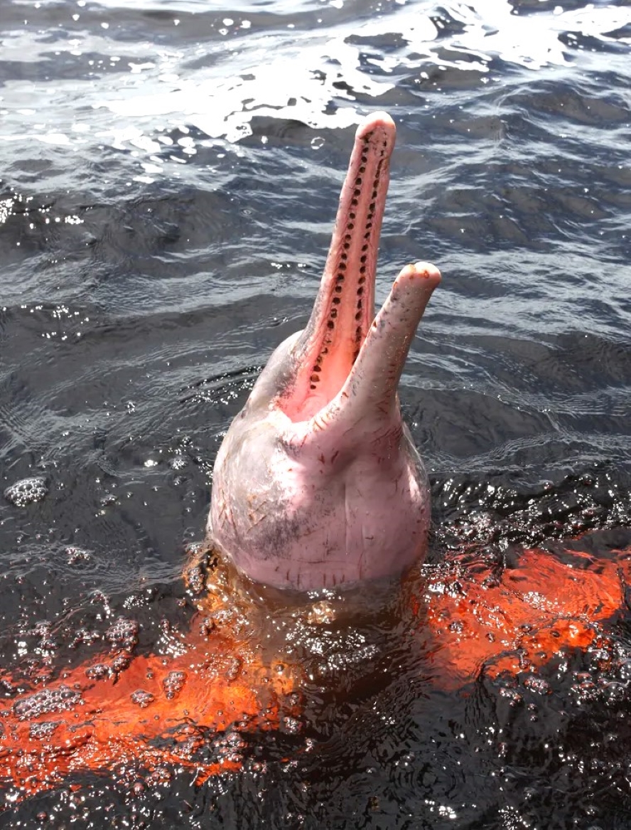 Boto-cor-de-rosa: faz parte do folclore brasileiro celebrado em 22 de ...