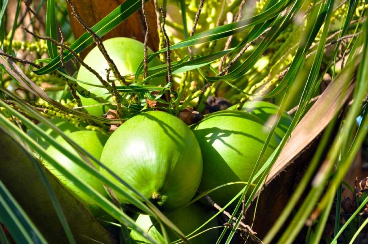 Coco: conheça os benefícios desta delícia tropical – Cultura do ...