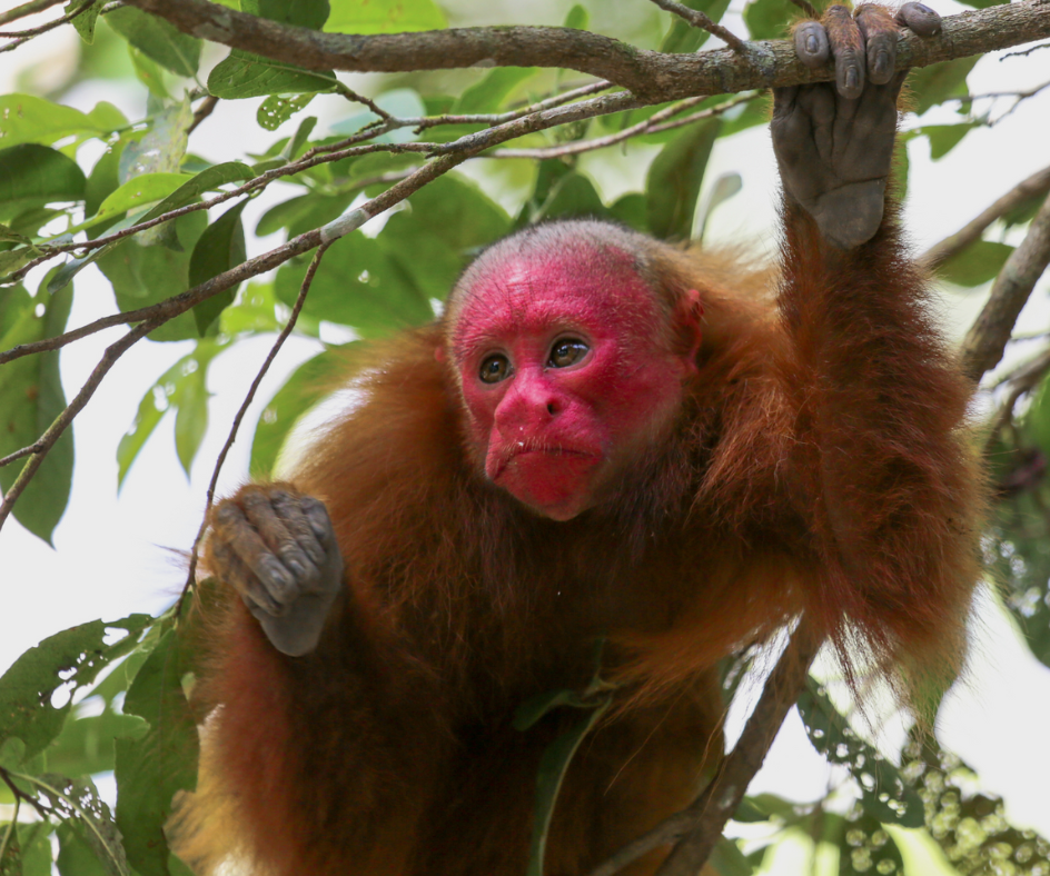 Primatas: características e importância para o equilíbrio nos ...