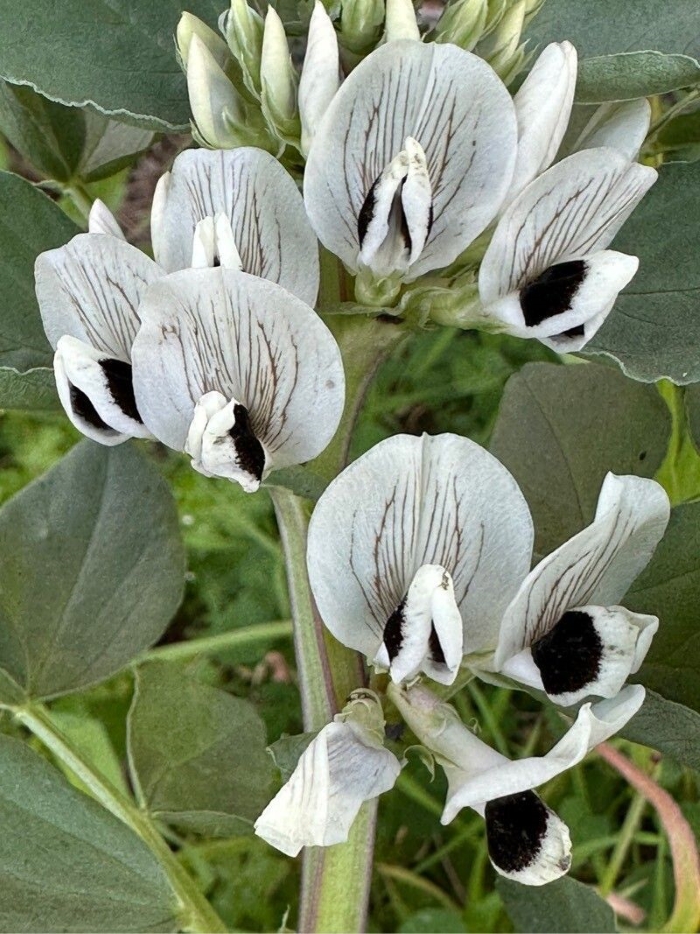 Fava: alimento da idade da pedra com muitos benefícios para a saúde ...