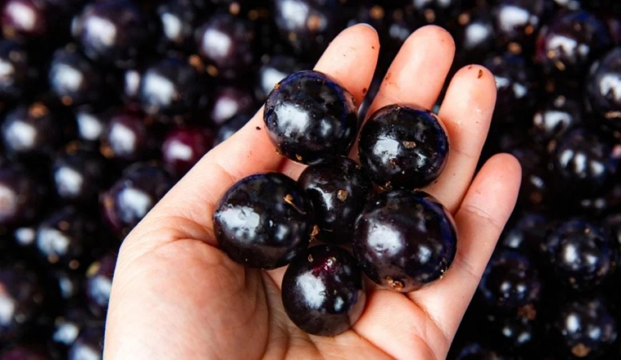 Como consumir a jabuticaba: fruta nativa do Brasil originária da Mata ...