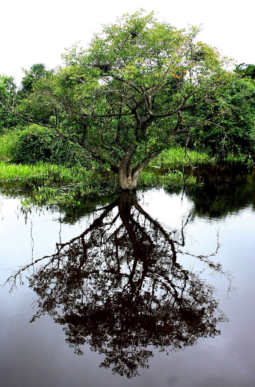 Dia do Pantanal – um estímulo a preservação do Patrimônio Natural e ...